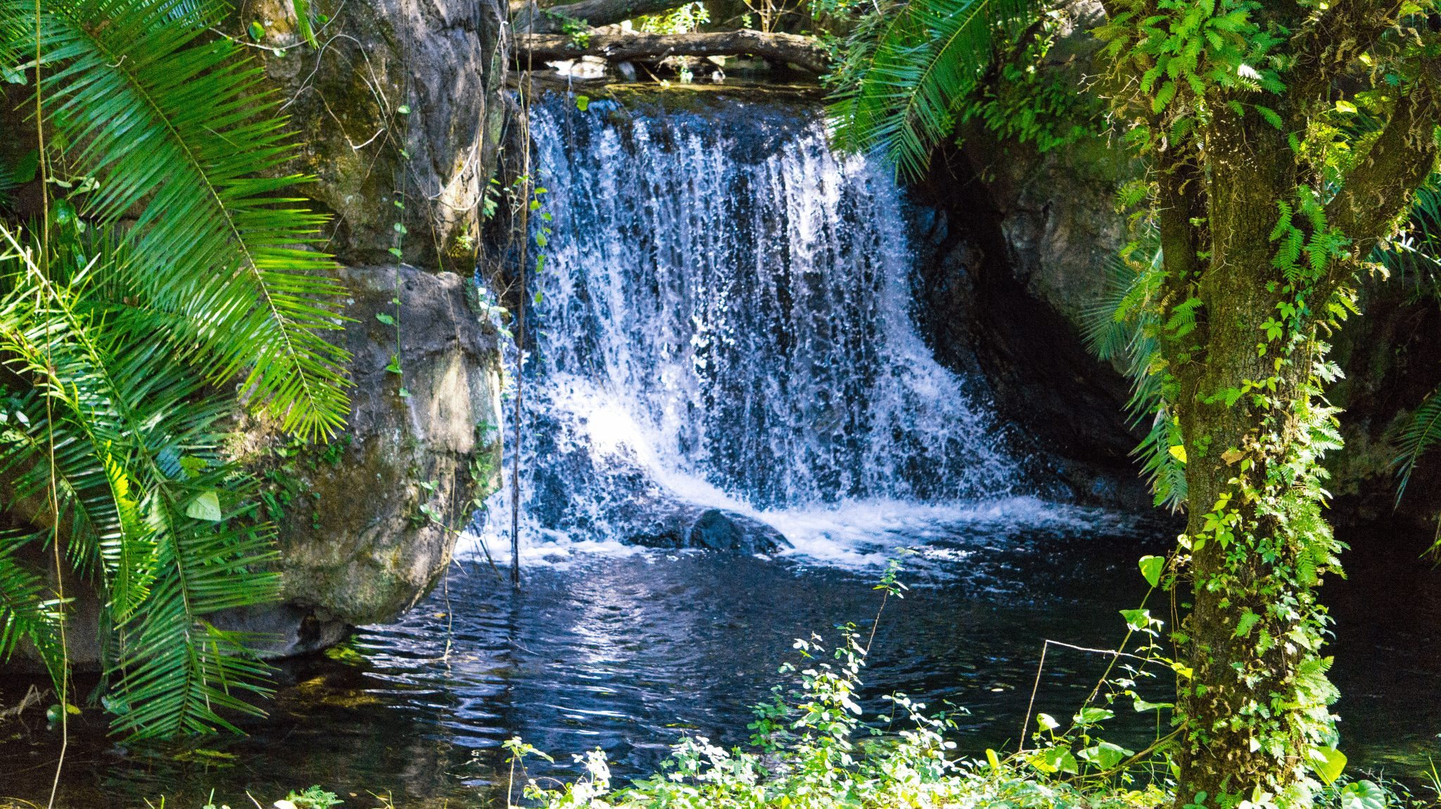 Animal Kingdom Safari-Waterfall 1-30-2017 – My Photo Blog